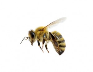 Certaines choses que vous ne savez pas sur les abeilles